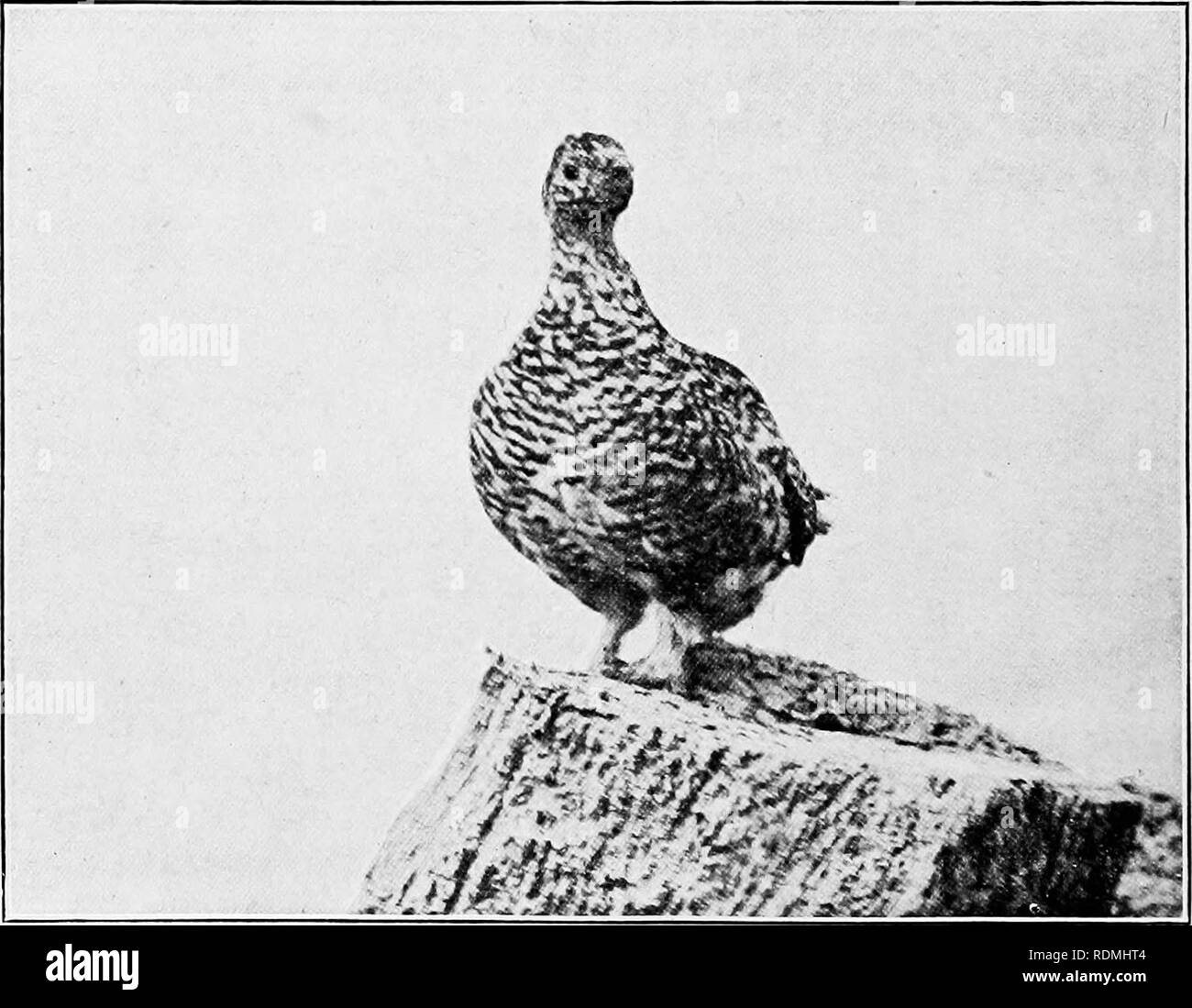 Whirred hi-res stock photography and images - Alamy