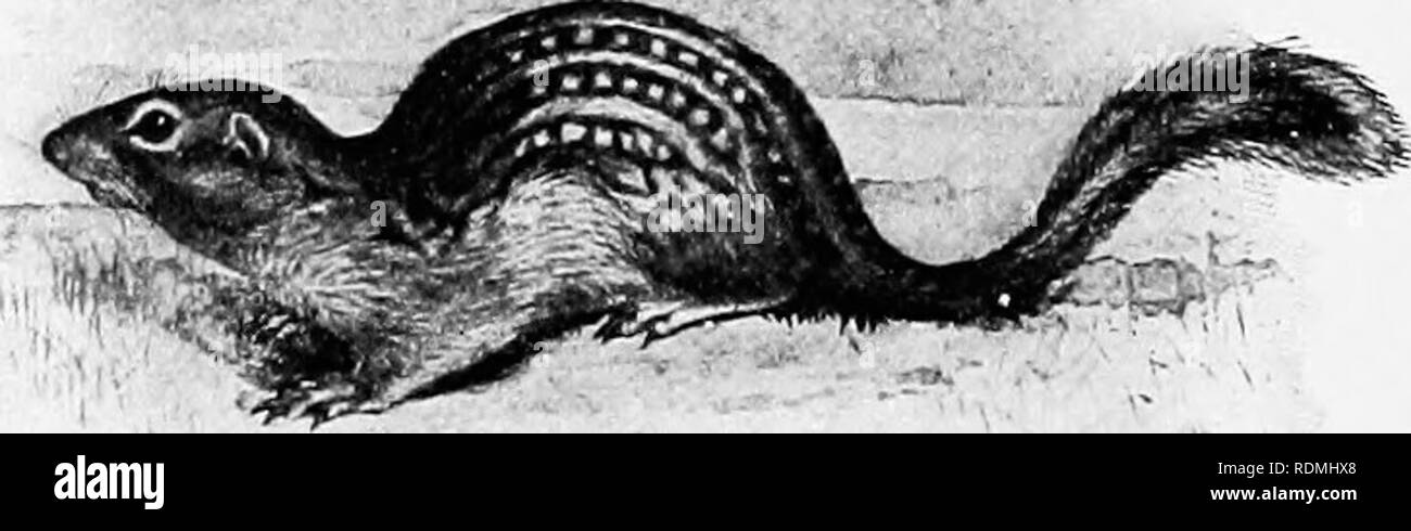 . The American natural history : a foundation of useful knowledge of ...