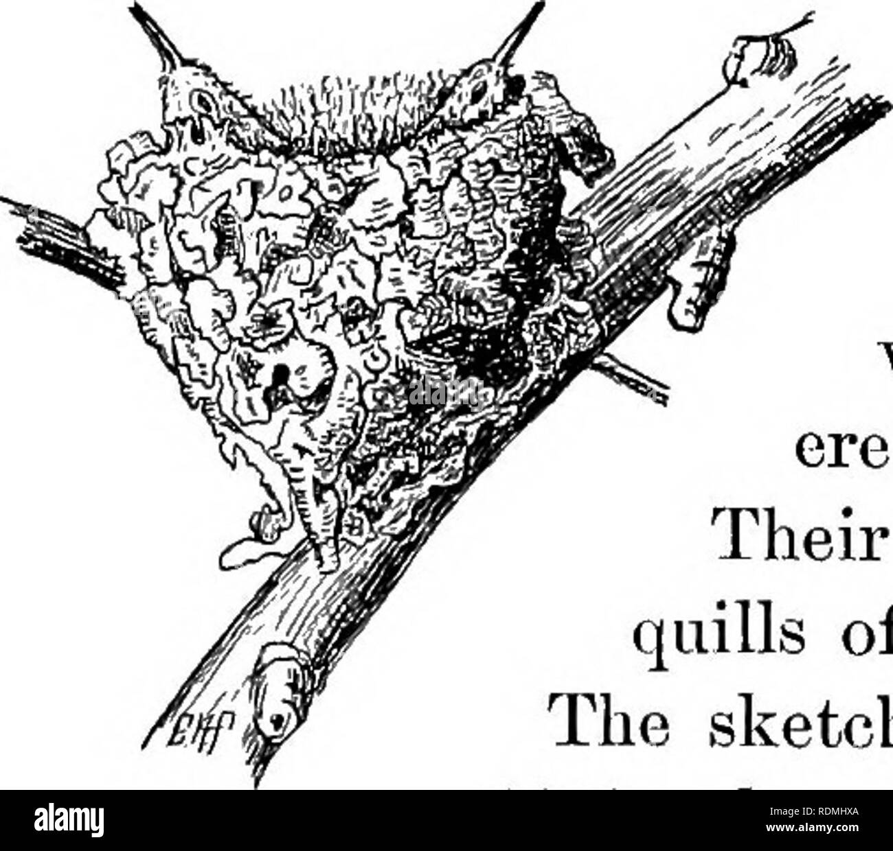 Common bird found in woods Cut Out Stock Images & Pictures - Alamy