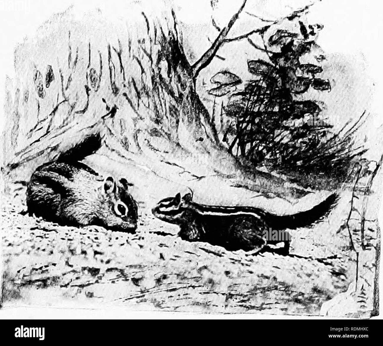 . The American natural history : a foundation of useful knowledge of ...