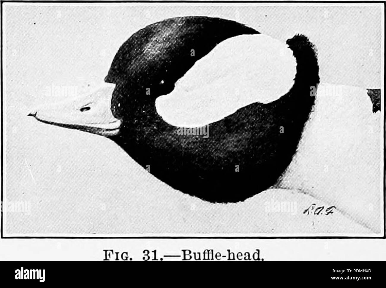 Butlle hi-res stock photography and images - Alamy