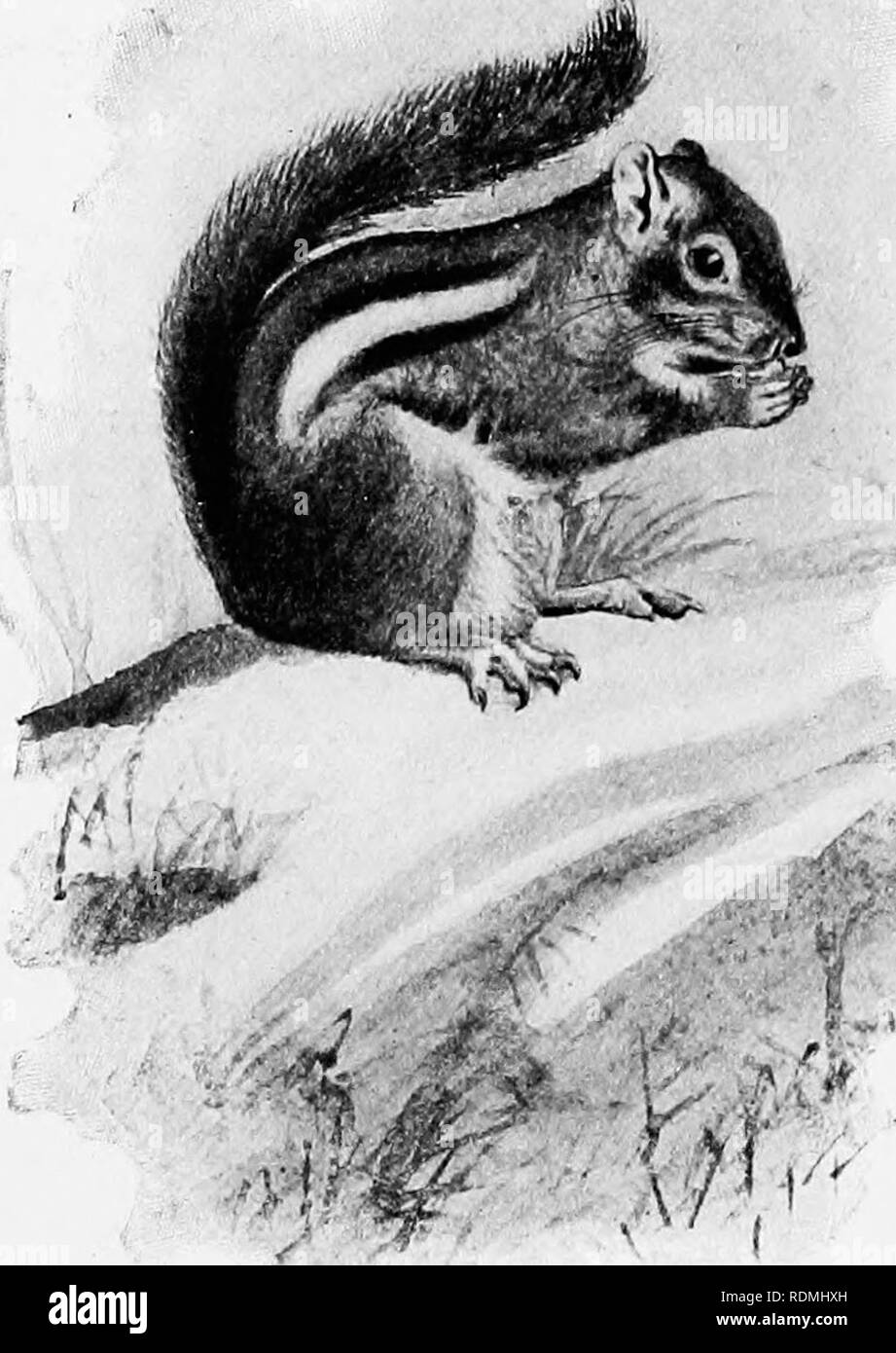 . The American natural history : a foundation of useful knowledge of ...