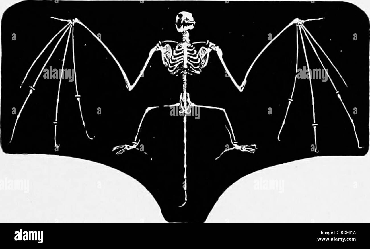 Cross eyed animals hi-res stock photography and images - Alamy