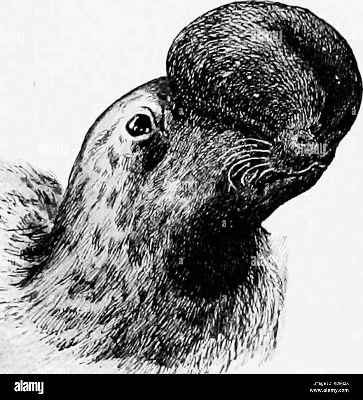 Covered with long woolly hair hi-res stock photography and images - Alamy