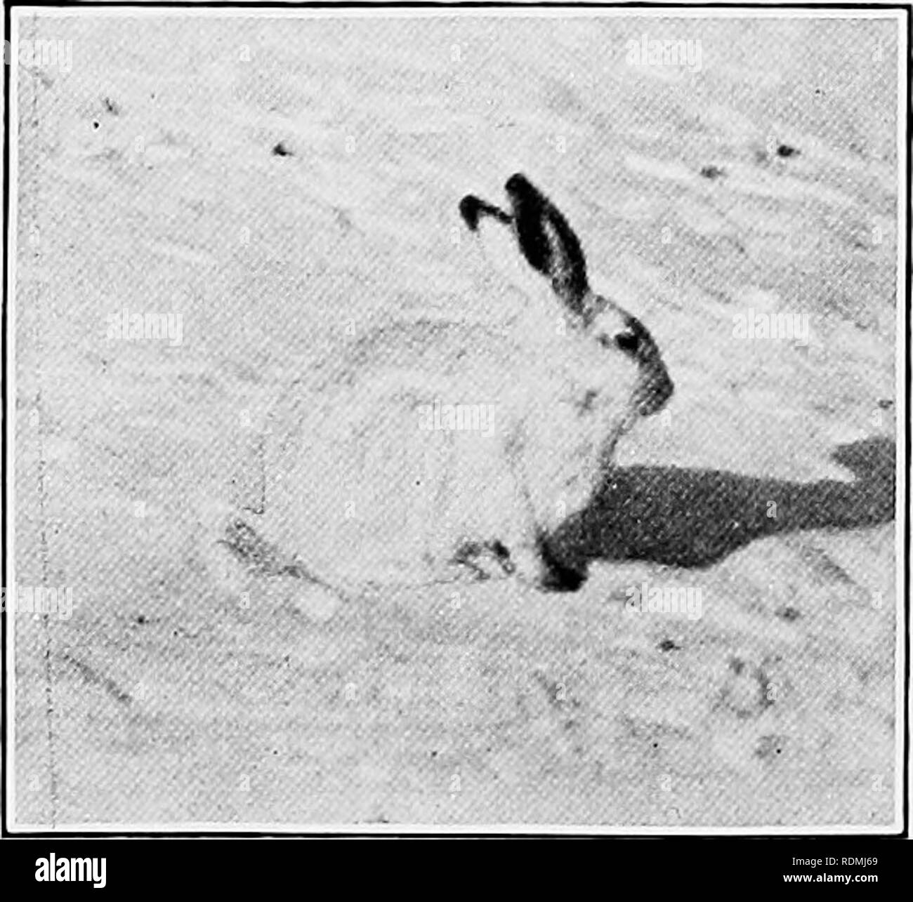 . Wild animals of Glacier National Park. The mammals. Glacier National ...