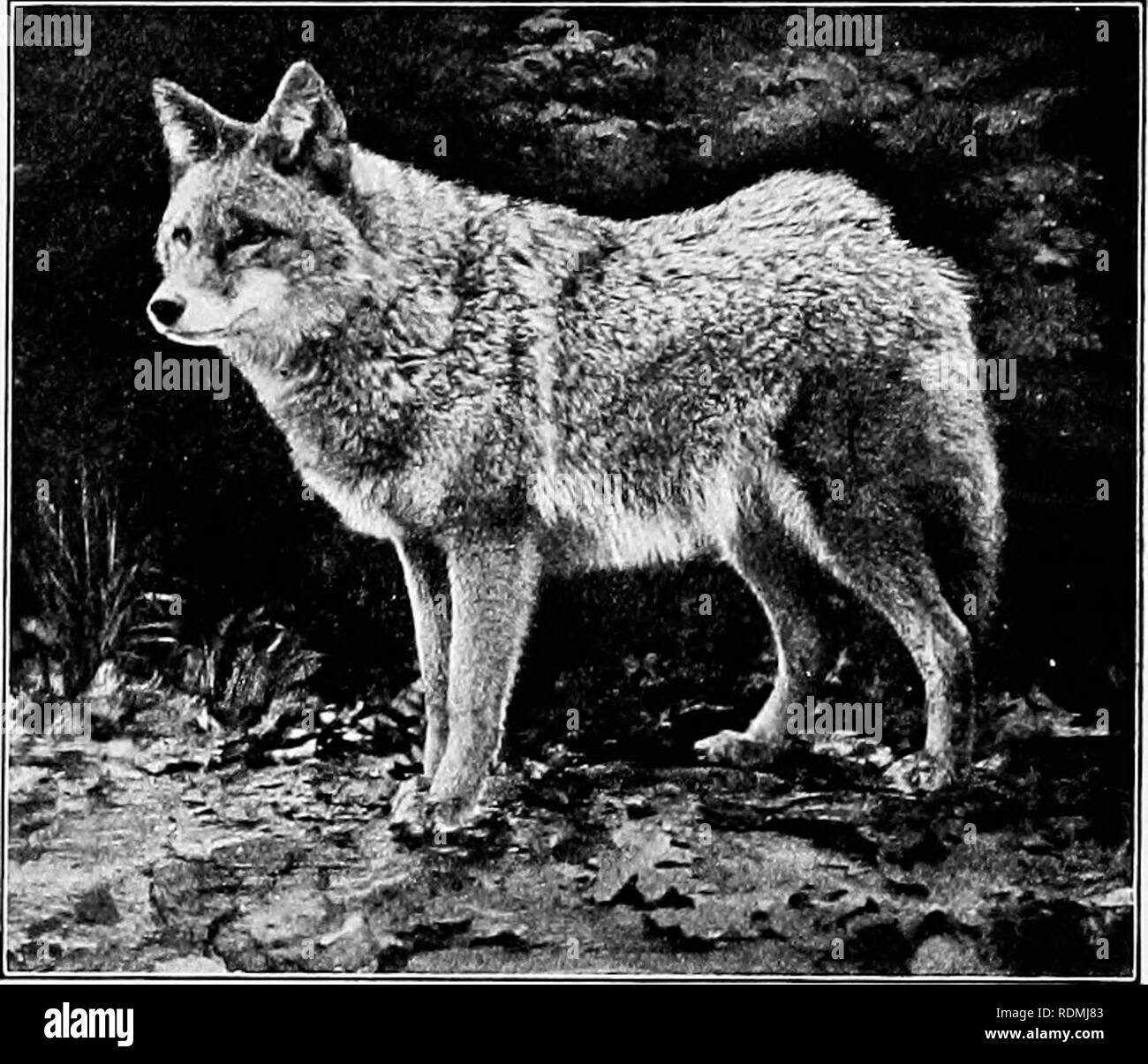 Gray wolf bite Black and White Stock Photos & Images - Alamy