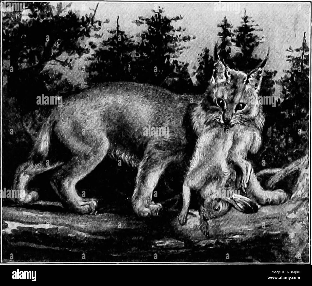 Lynx Kill Black and White Stock Photos & Images - Alamy