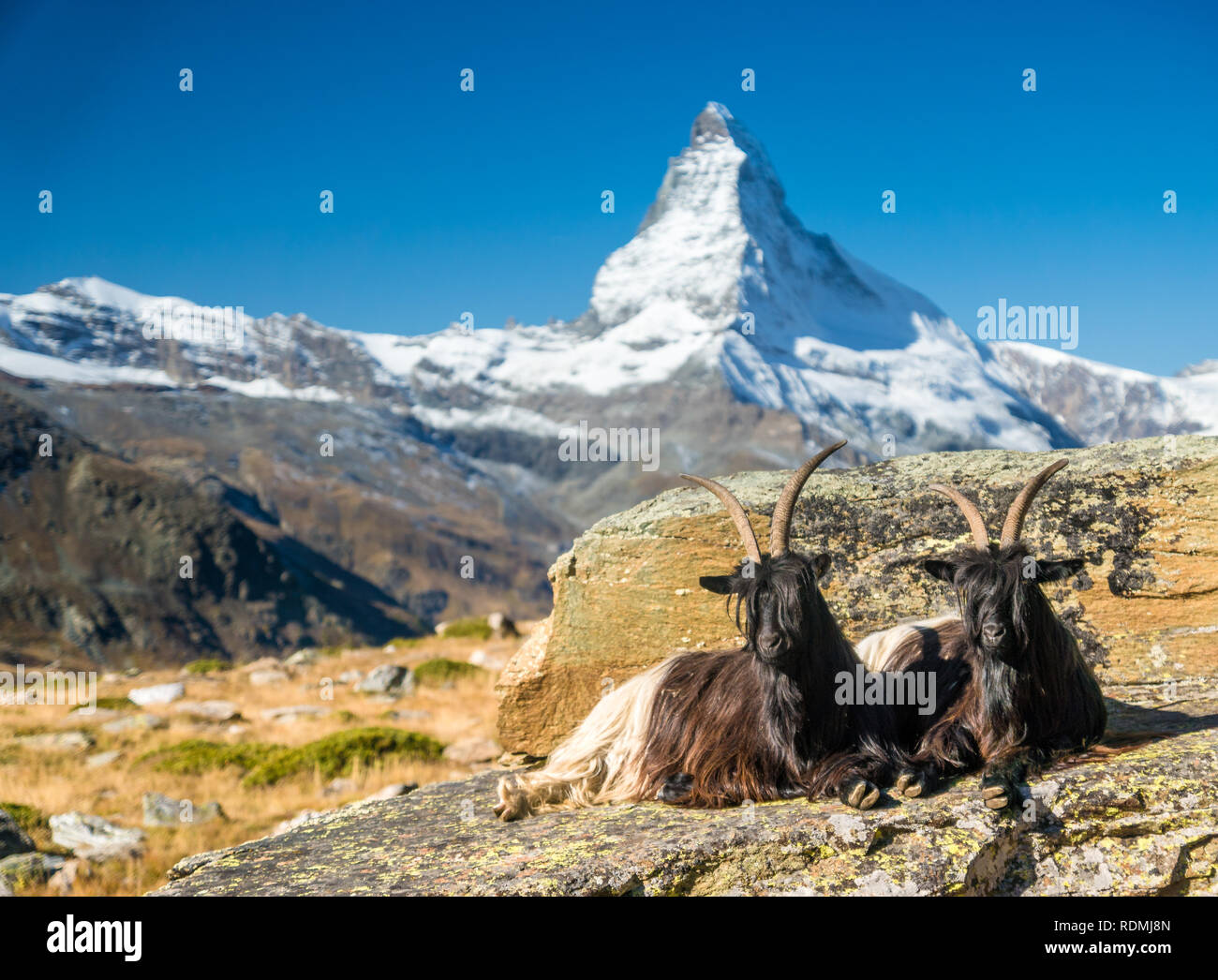Zermatt matterhorn schweiz suisse schweiz hi-res stock photography and ...