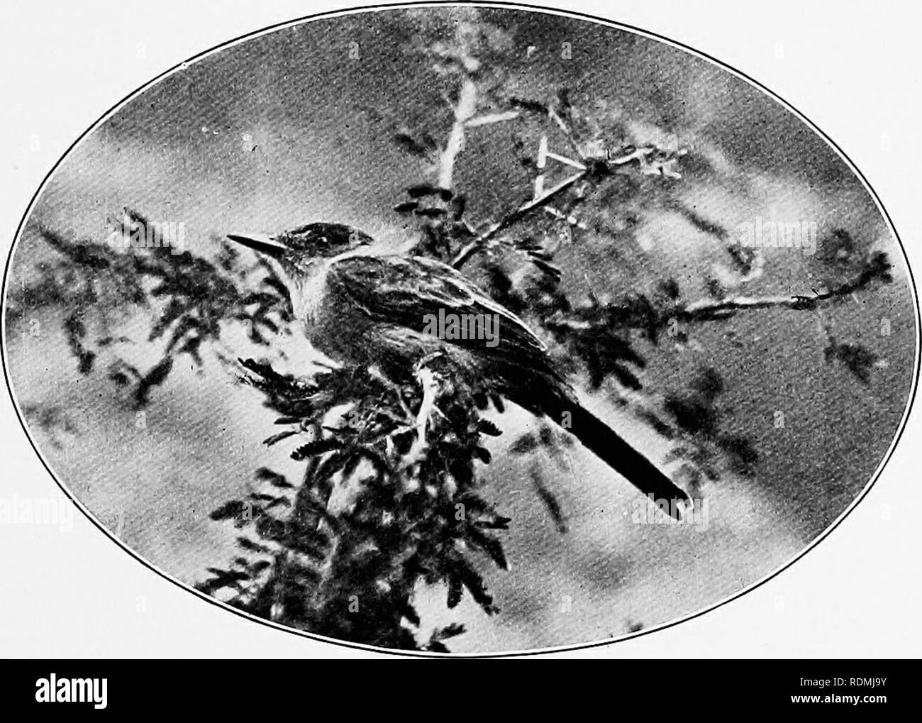 Two hoo birds Black and White Stock Photos & Images - Alamy