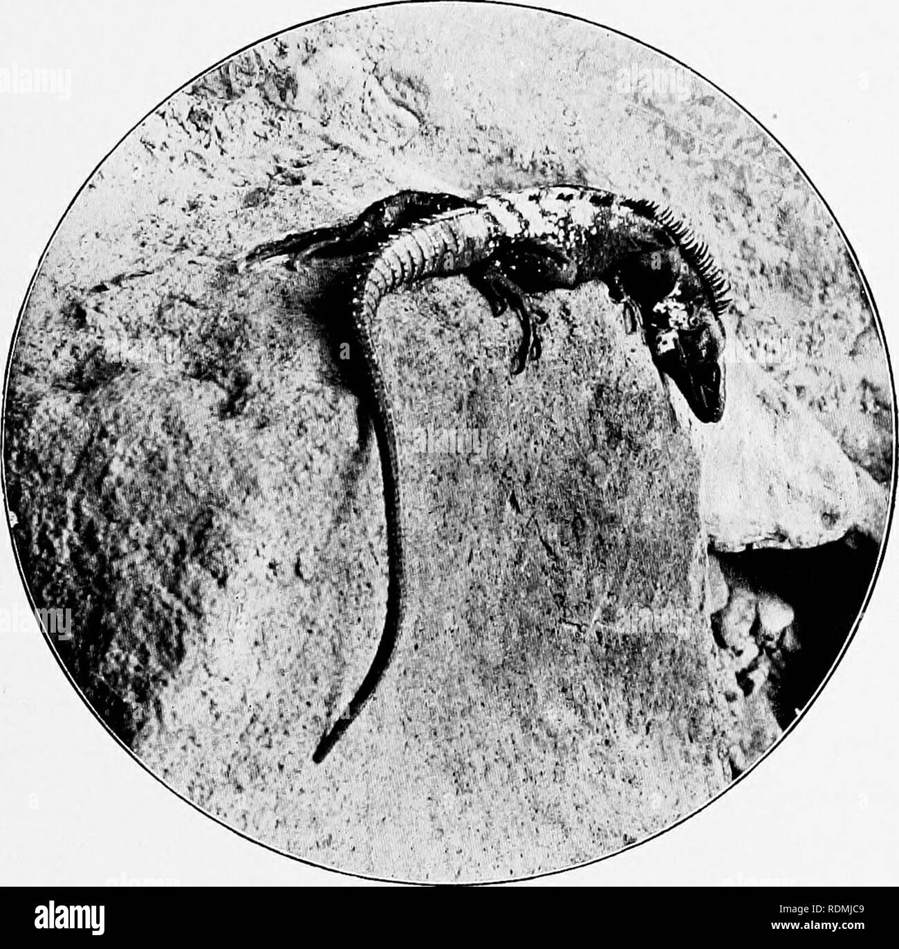 Craning its neck Black and White Stock Photos & Images - Alamy