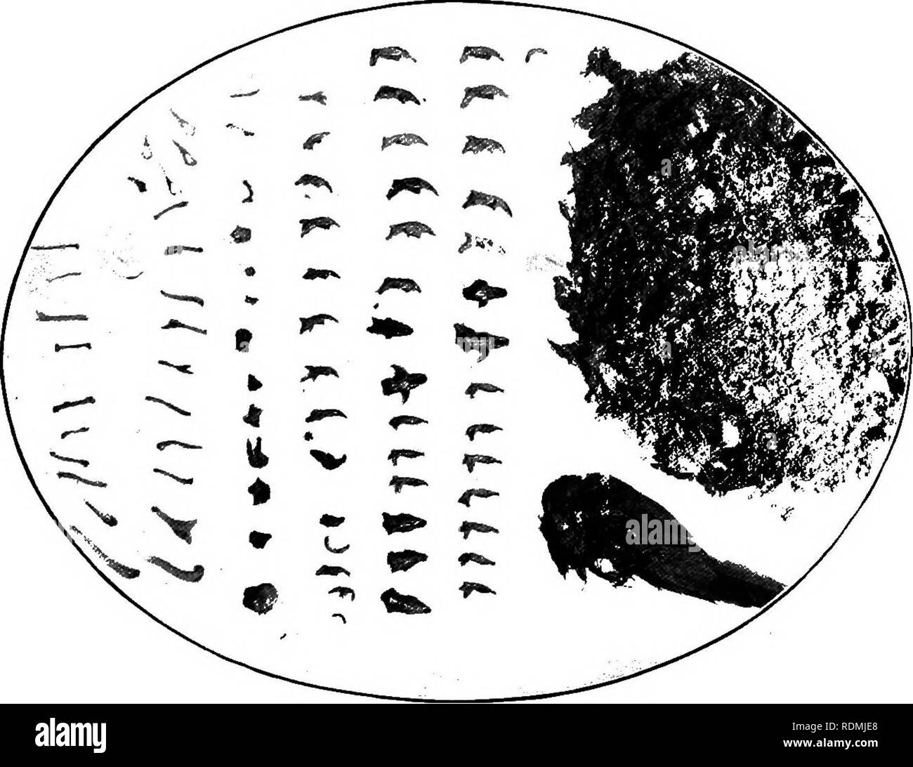 Dissected mice hi-res stock photography and images - Alamy