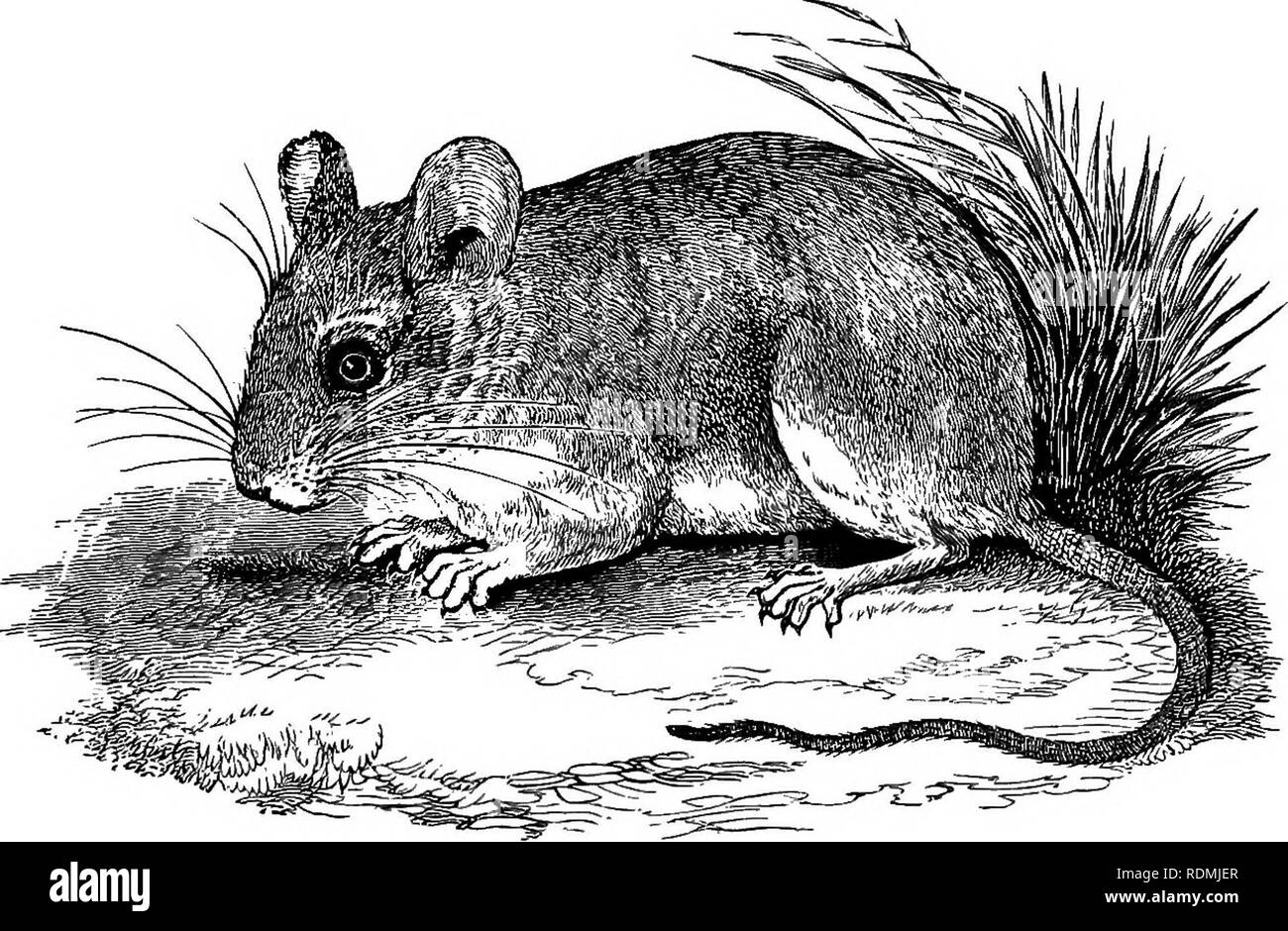 Mouse check Black and White Stock Photos & Images - Alamy