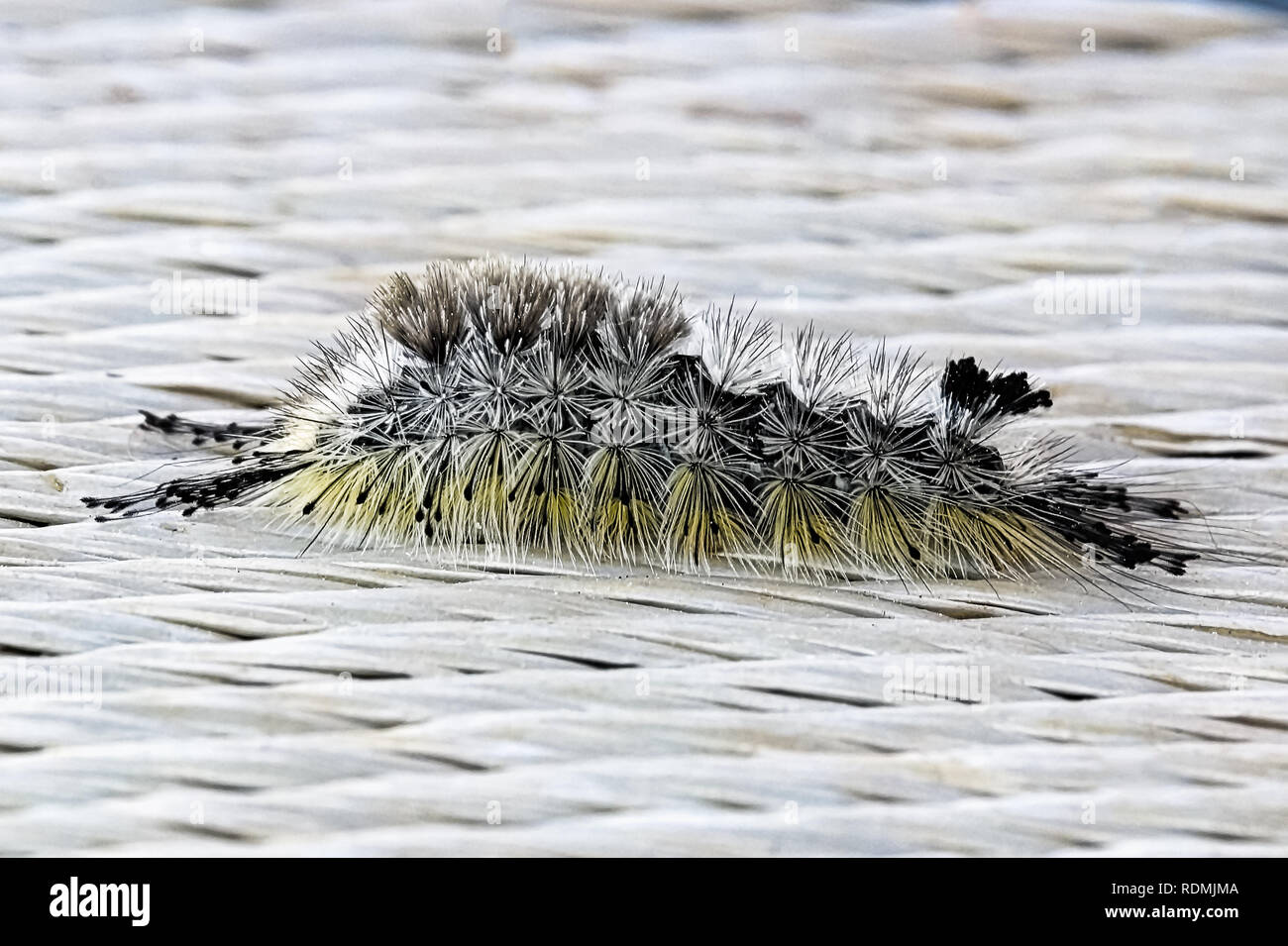 Variable tussock hi-res stock photography and images - Alamy