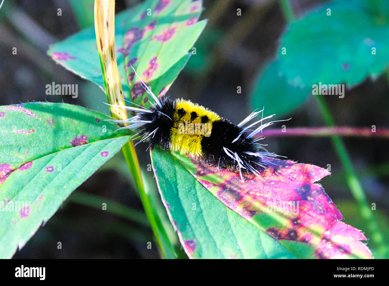 A yellow and black spotted tussock caterpillar crawls on leaves Stock ...