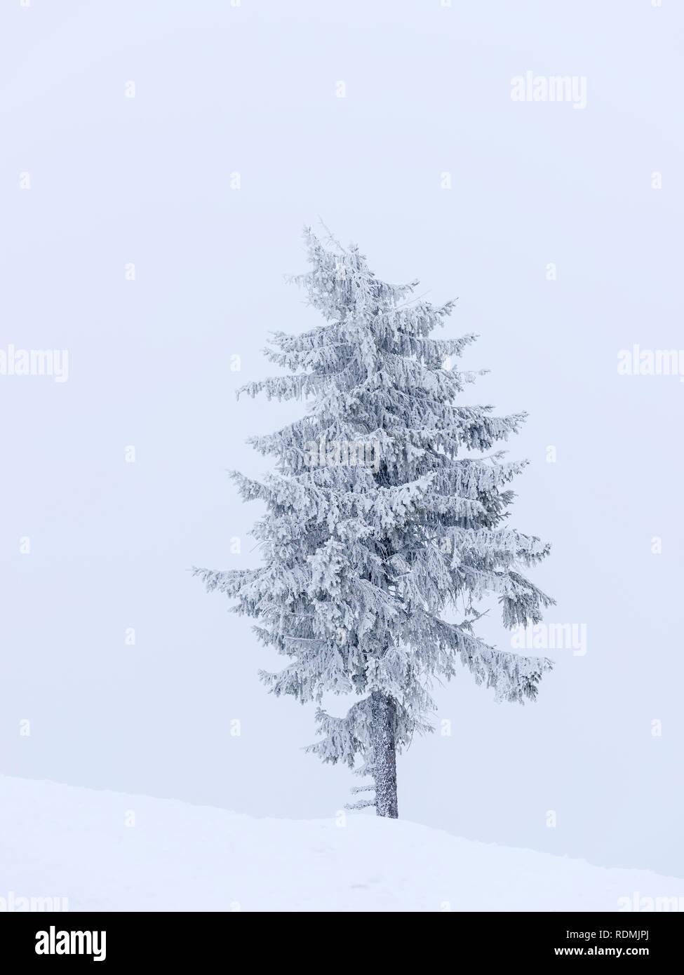 Tree covered in frost Stock Photo - Alamy