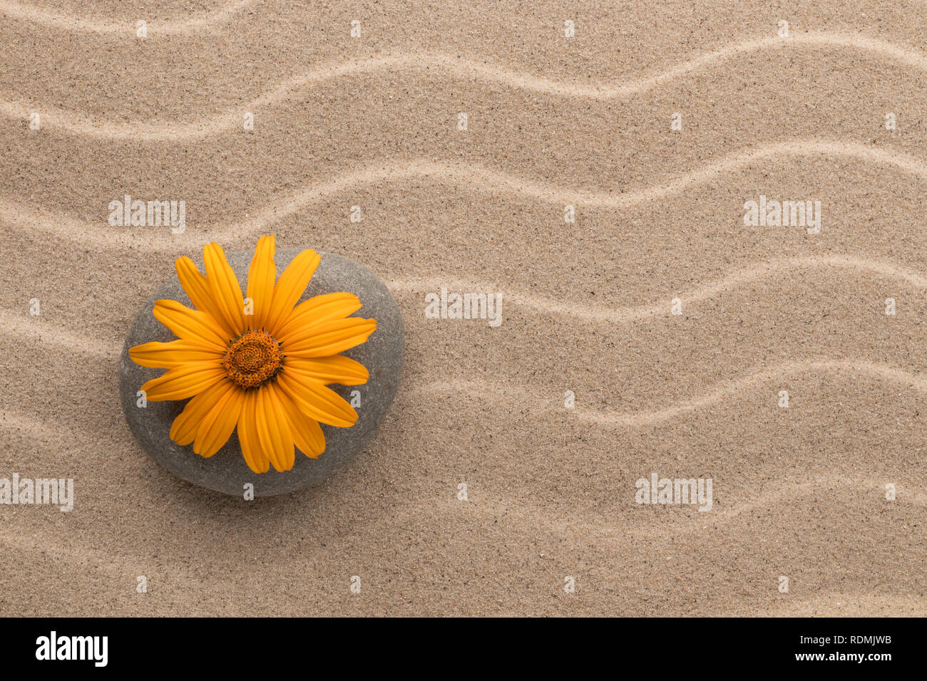 Yellow flower on sand dune hi-res stock photography and images - Alamy