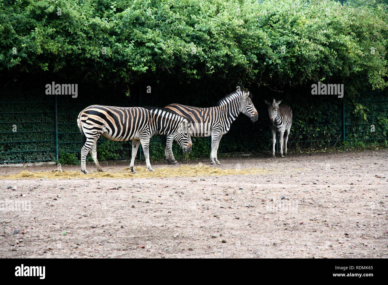 Pack of zebras standing under tree shade in a zoo wildlife sanctuary in ...