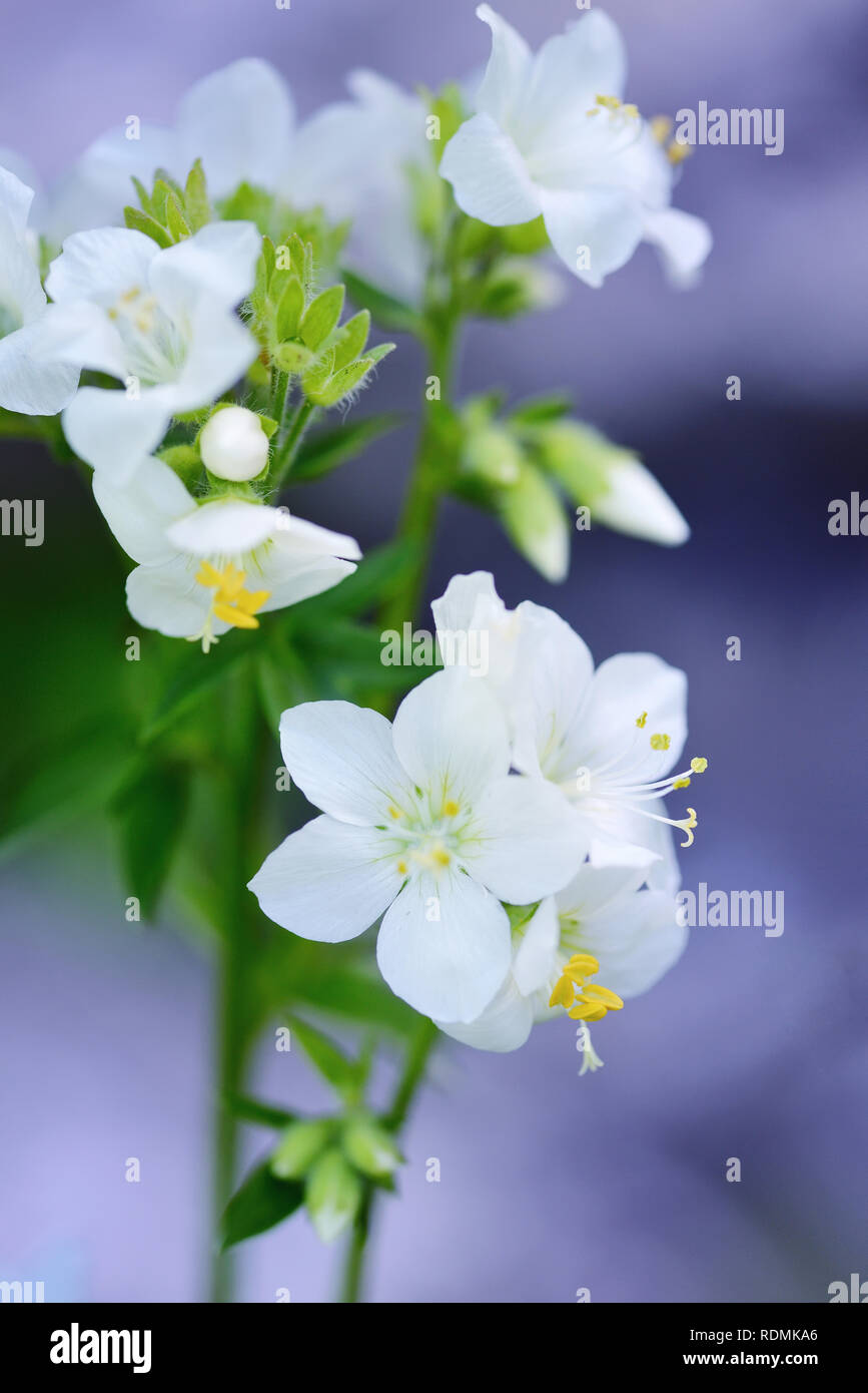 White Polemonium flowering in a garden, Greek valerian - Honey plant ...