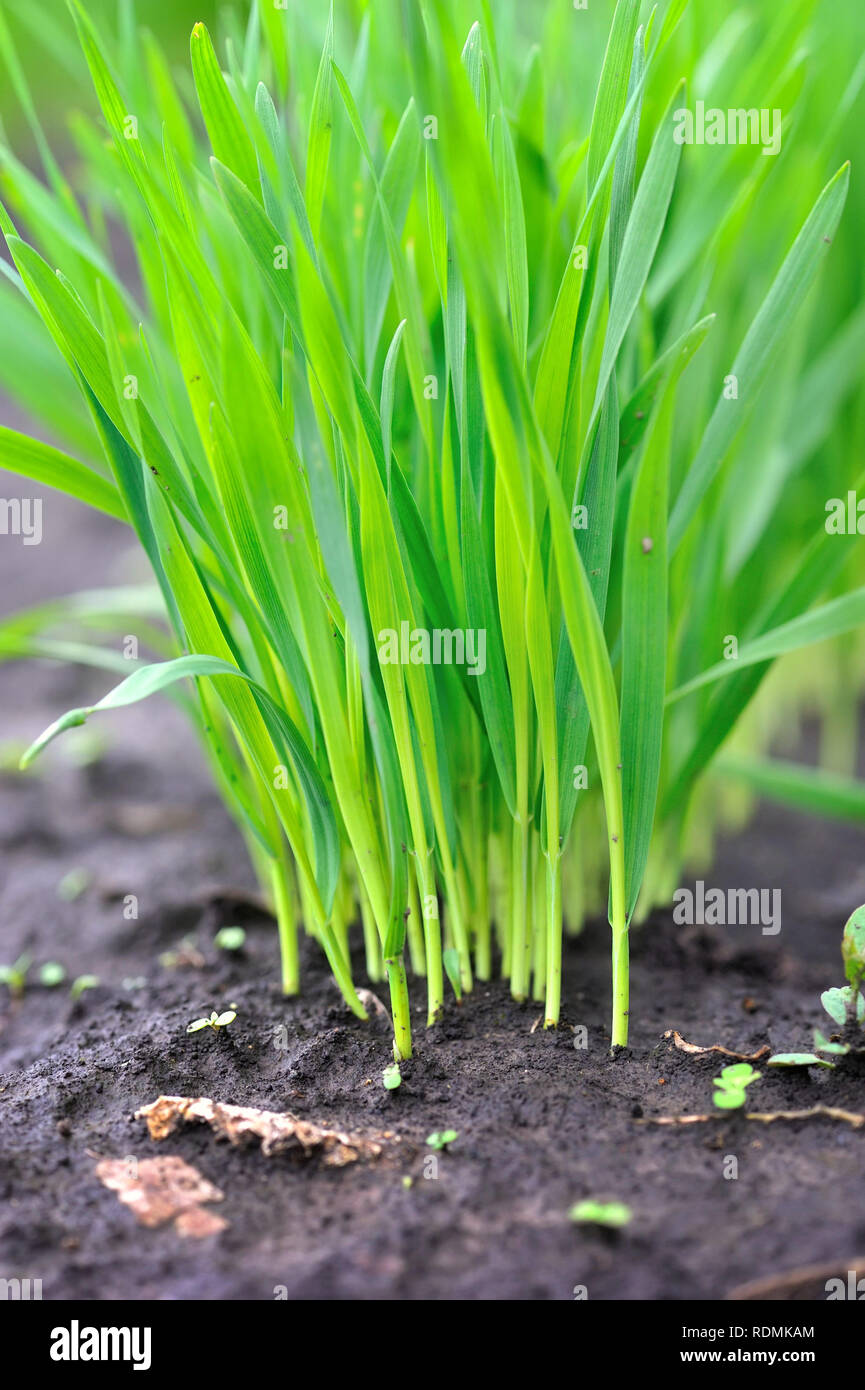 Growth wheat hi-res stock photography and images - Alamy