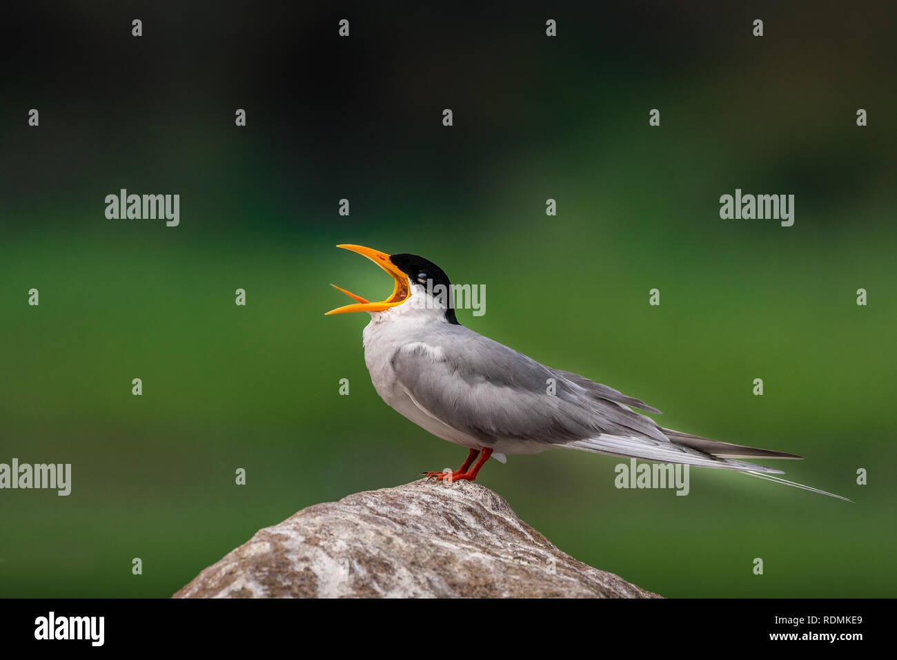 This image of River Tern bird is taken at Mysore in India Stock Photo ...