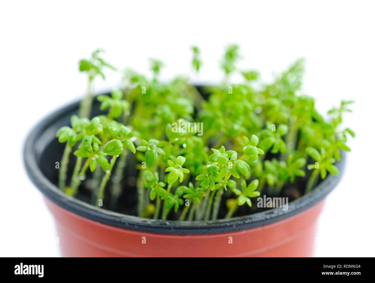 Fresh garden cress (LEPIDIUM SATIVUM Stock Photo - Alamy