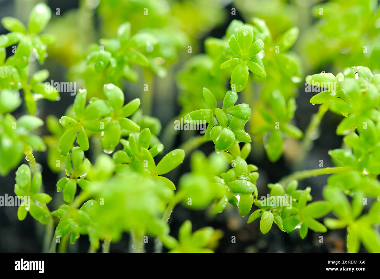 Close-up of Lepidium sativum or cress leaves of fresh sprouts growing ...