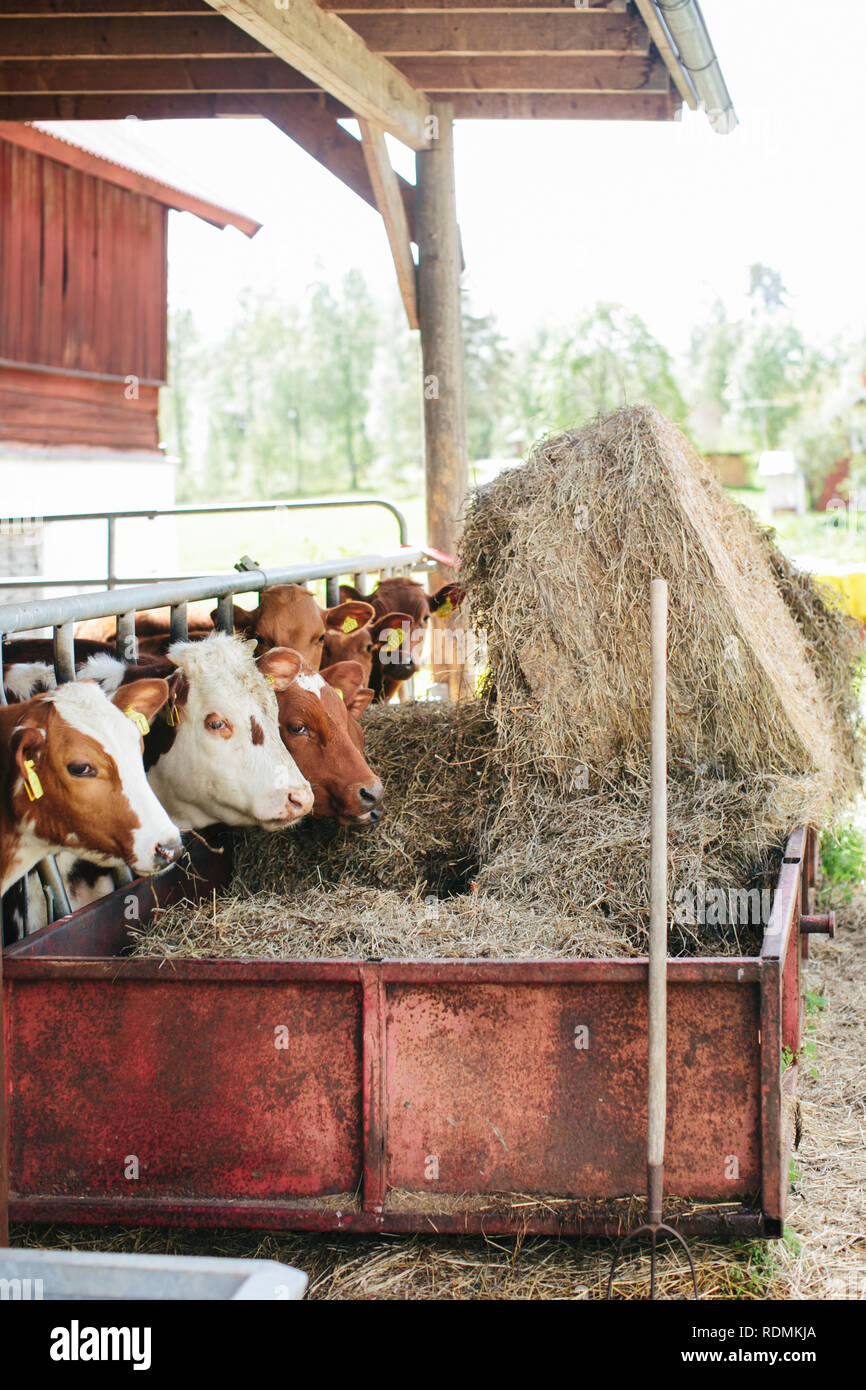 Cows eating hay on farm Stock Photo - Alamy