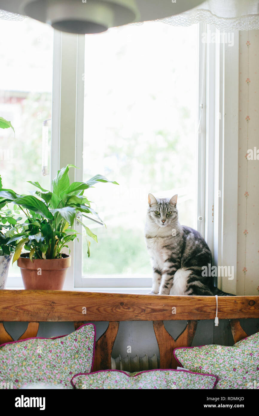 Cat sitting by window Stock Photo - Alamy