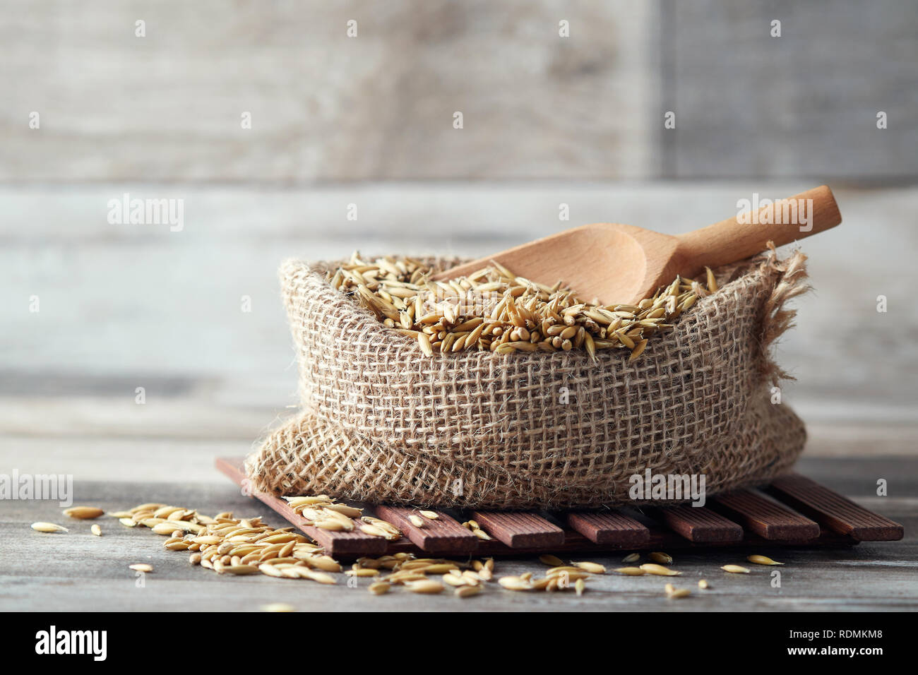 Oat seeds (Avena sativa) also known as the common oat in burlap sack ...