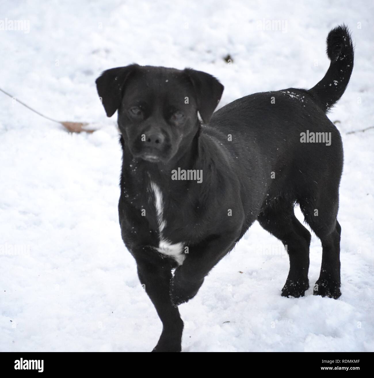 The black snow hi-res stock photography and images - Alamy