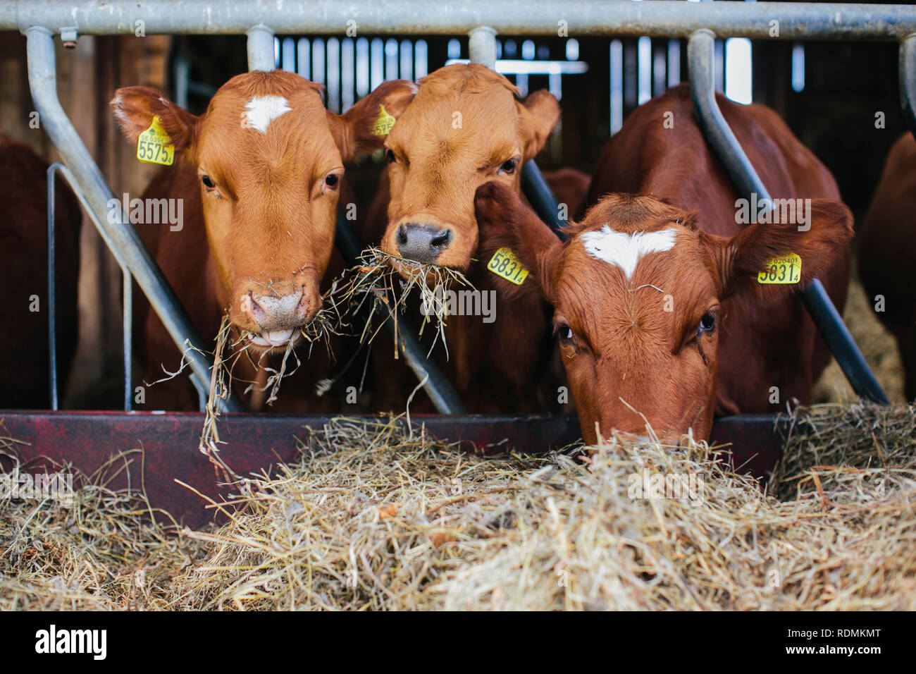 Cows eating hay in front of barn Stock Photo - Alamy