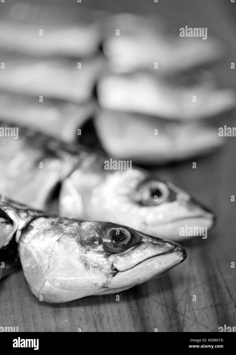 Atlantic mackerel fish Black and White Stock Photos & Images - Alamy