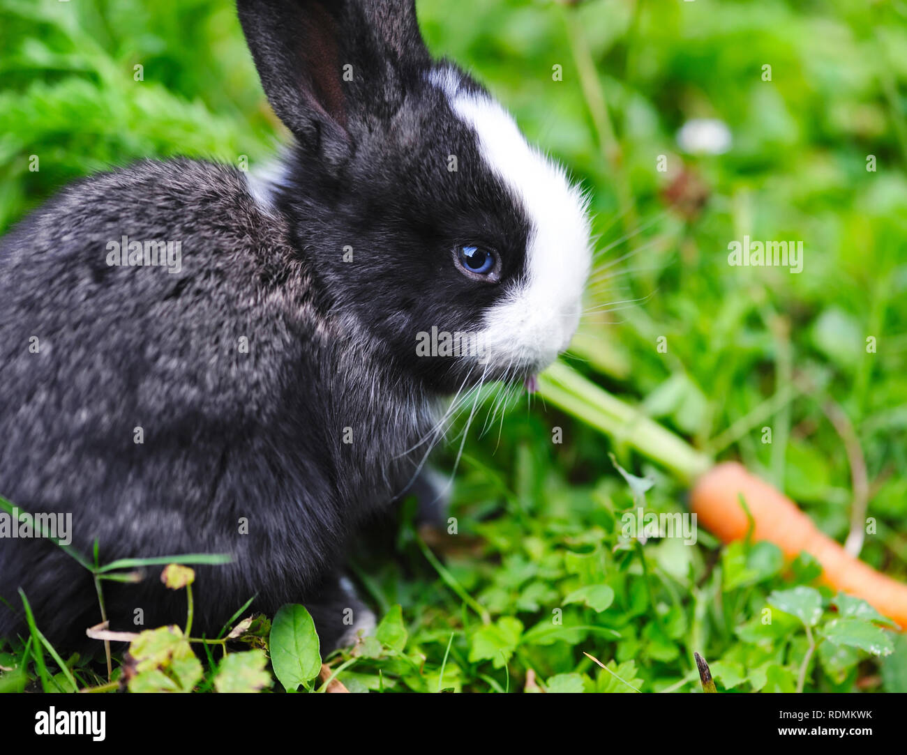 Funny baby rabbit with a carrot in grass Stock Photo - Alamy