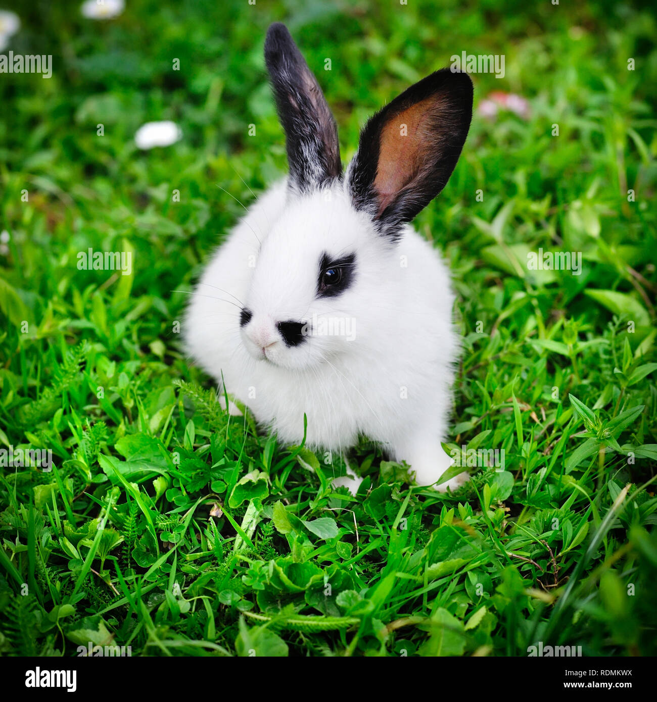 Baby white rabbit on grass Stock Photo - Alamy