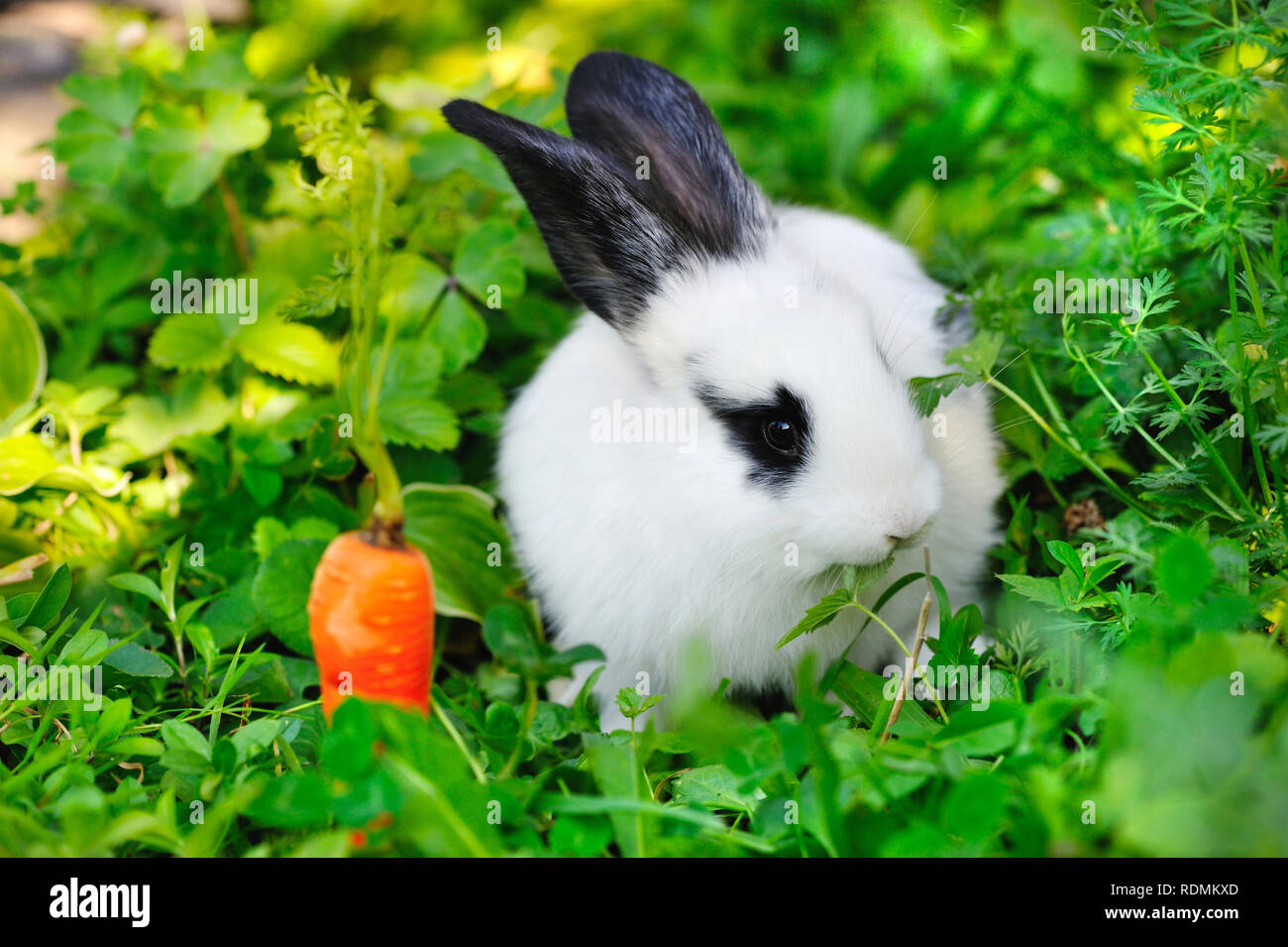 Funny baby white rabbit with a carrot in grass Stock Photo - Alamy