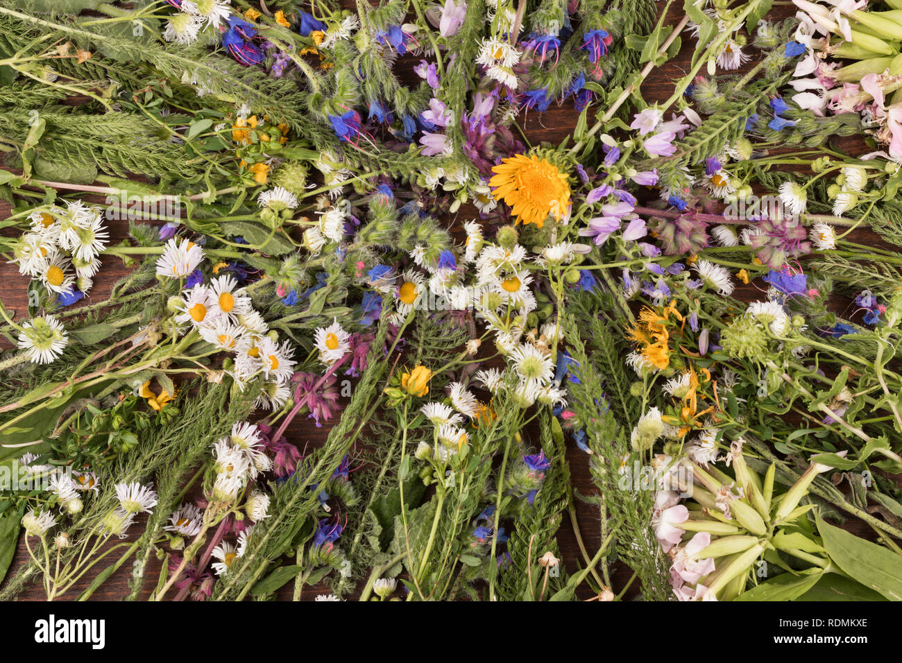 Top view beautiful wildflowers hi-res stock photography and images - Alamy
