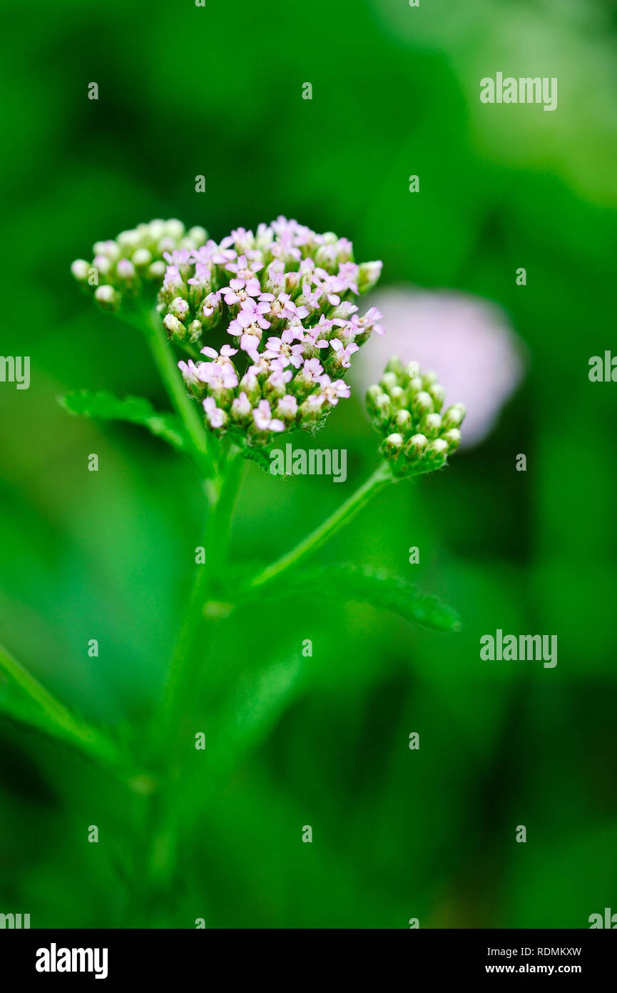 Achillea millefolium, known commonly as yarrow. Wildflower Stock Photo ...
