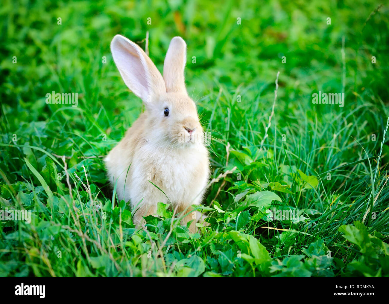 Little rabbit on green grass Stock Photo - Alamy