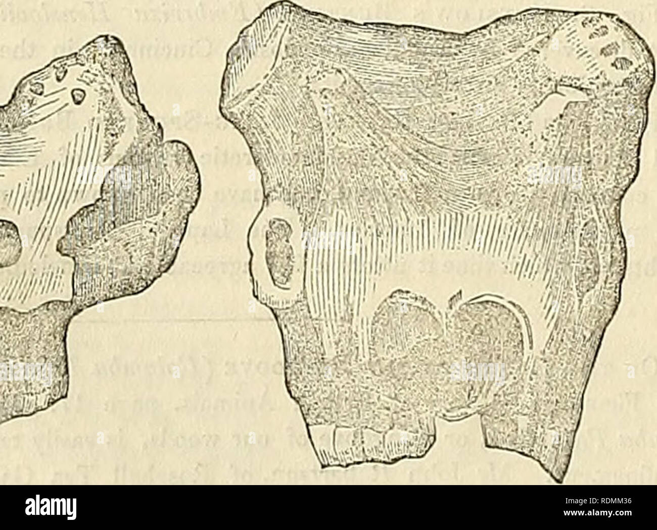 Sivatherium hi-res stock photography and images - Alamy