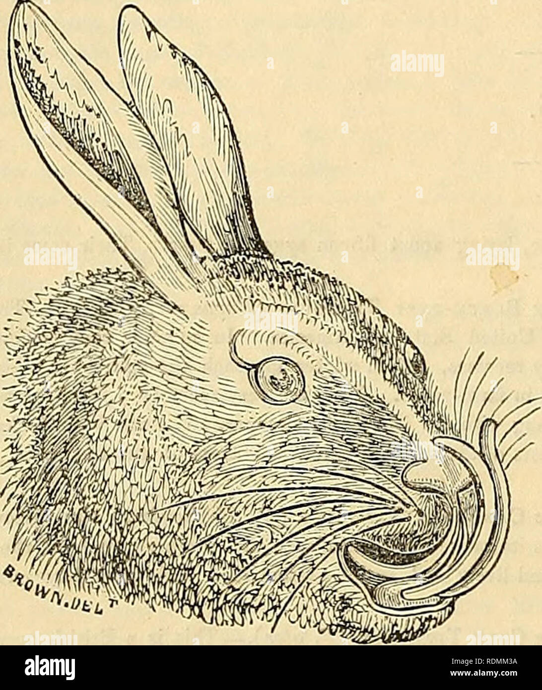 Cuvier elephant teeth hi-res stock photography and images - Alamy