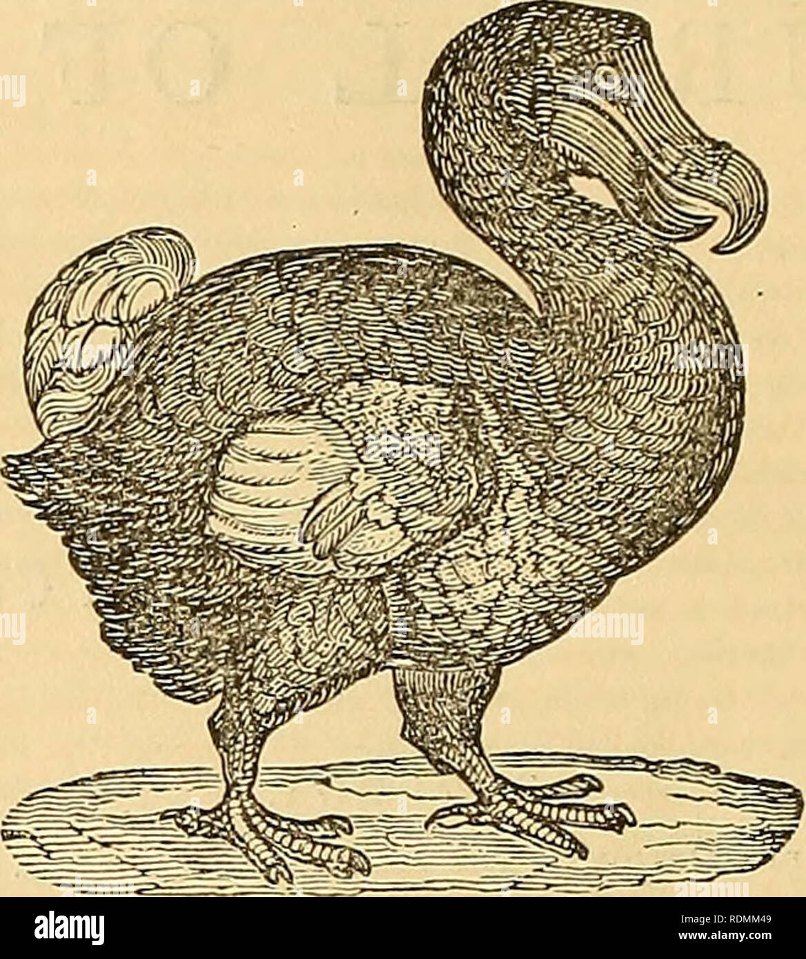 Dodo in natural history museum hi-res stock photography and images - Alamy