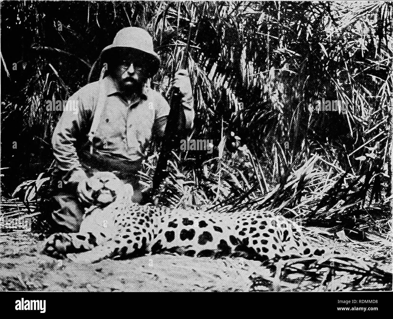 Colonel roosevelt first jaguar hi-res stock photography and images - Alamy