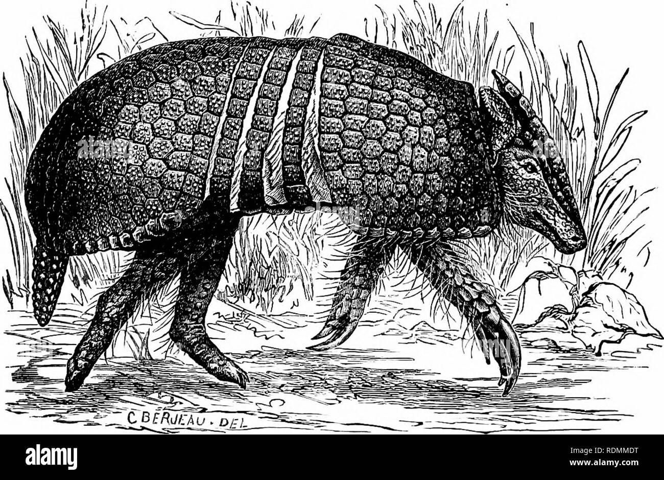 Herbivorous armadillos hi-res stock photography and images - Alamy