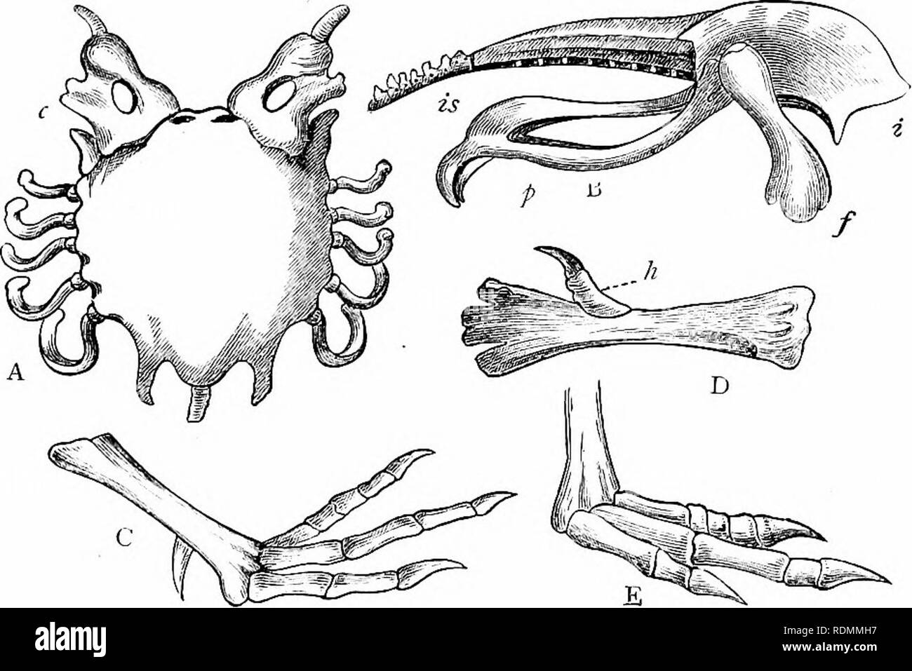 Blunt claws hi-res stock photography and images - Alamy