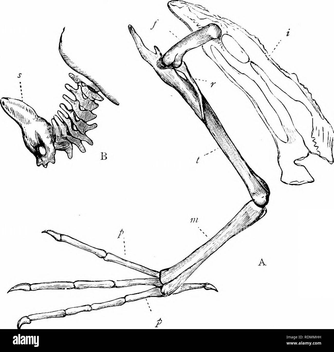 . Text-book of zoology for junior students. Zoology. AVÂ£S. 283 Ostrich ...