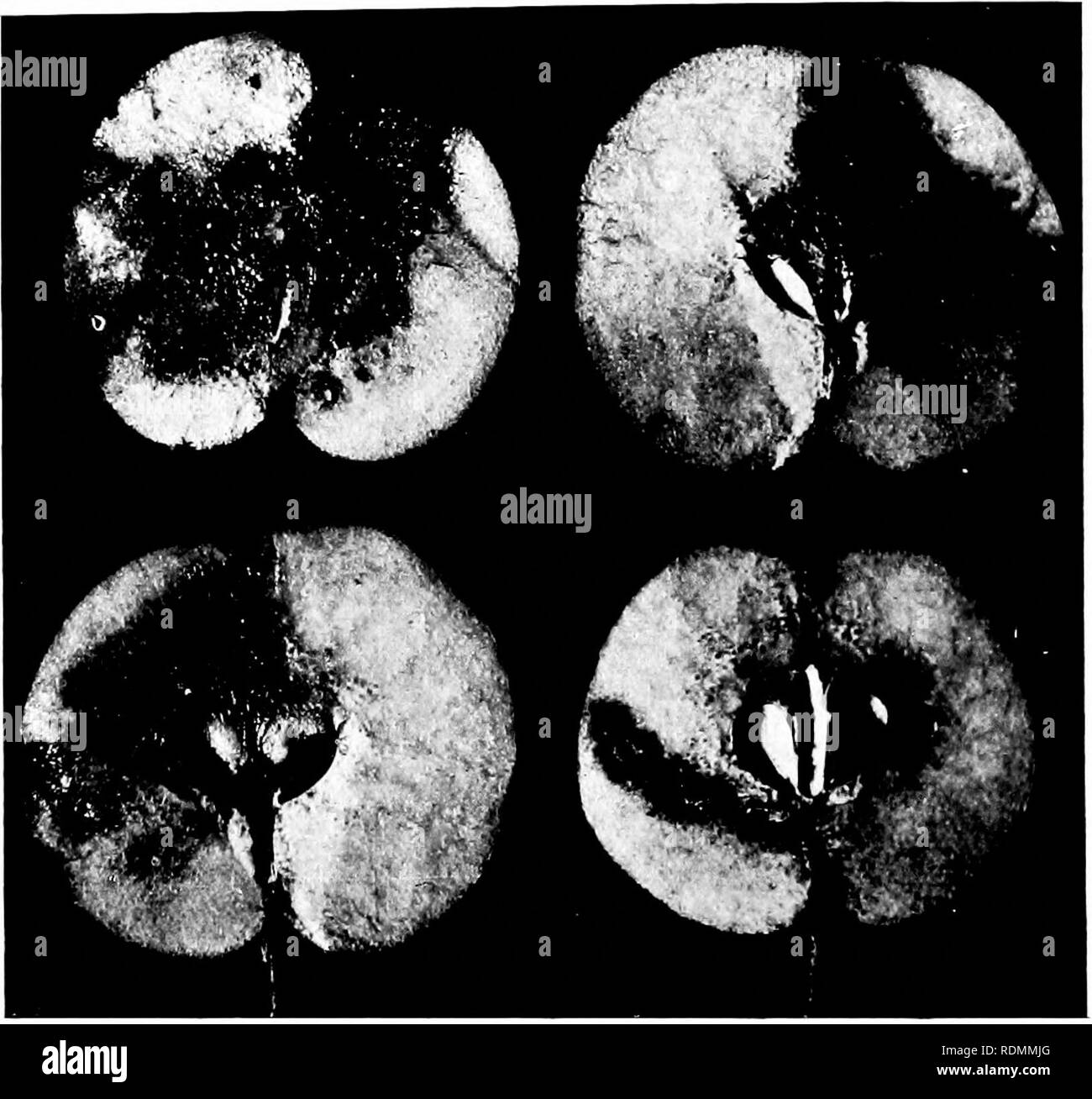Maggots rotten Black and White Stock Photos & Images - Alamy