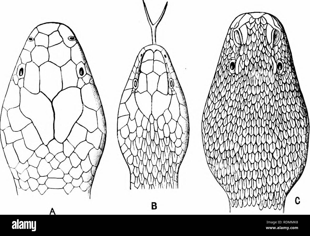 Pit Viper Head Shape