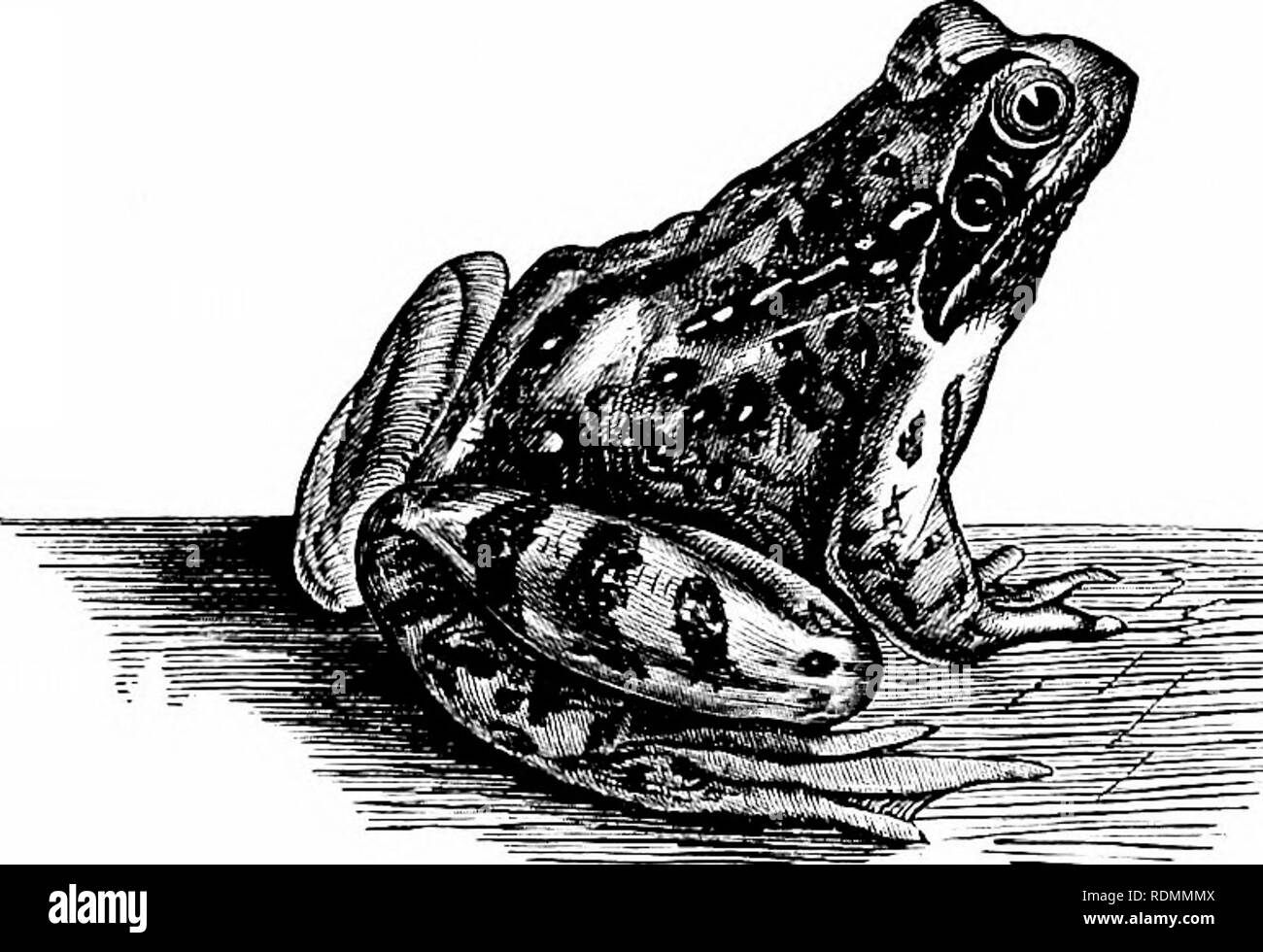 Short fore limbs hi-res stock photography and images - Alamy