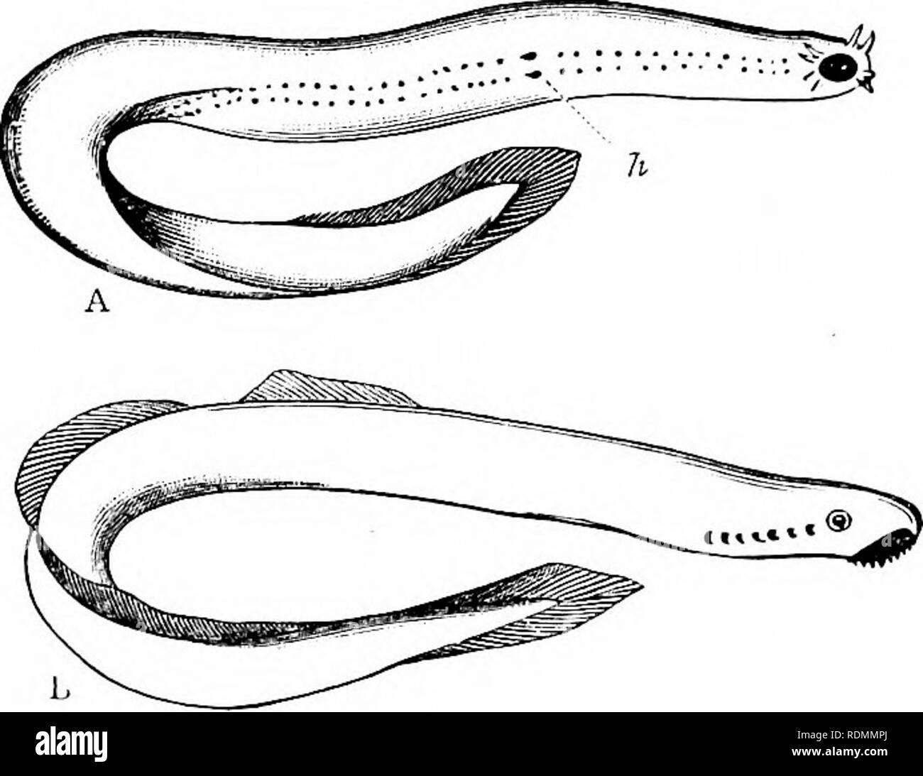 Hag worm hi-res stock photography and images - Alamy