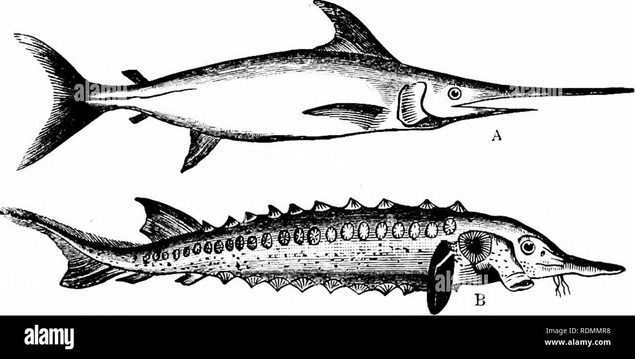 Types of sharks hi-res stock photography and images - Alamy